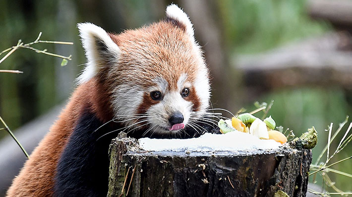 Sunny, el esquivo panda rojo que es buscado con cámaras, perros y ...