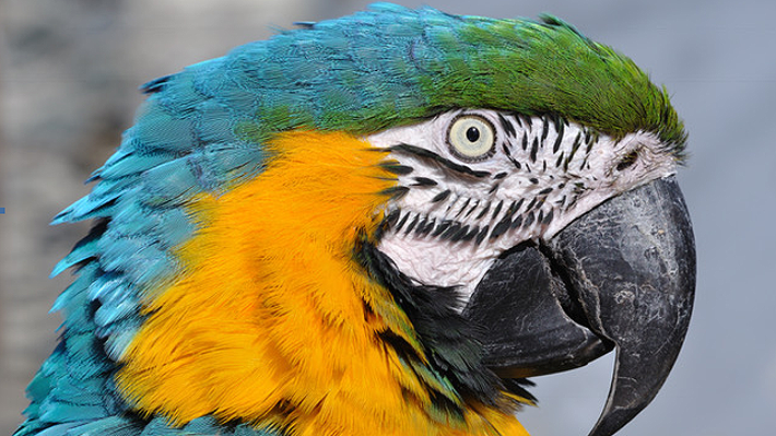 Show de papagayos, cursos de cocina y más: los principales panoramas ...