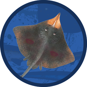 Tiburones, rayas y quimeras: Una mirada a la guía científica que ...