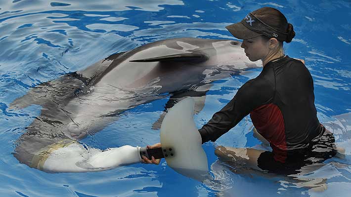 "Winter", la delfín que usa una prótesis en su cola e inspiró dos ...